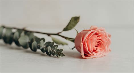 Intermediate Systemic Engagement → Area