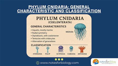 Cnidariacoelenterata General Characteristicclassification