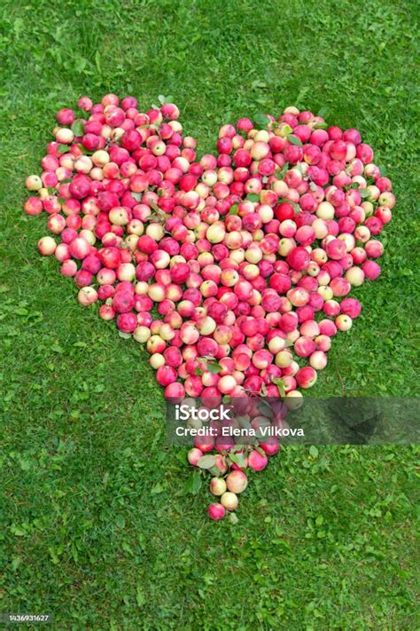빨간 사과의 심장 육즙이 많은 신선한 하트 모양의 사과가 푸른 잔디 위에 놓여 있습니다 가을에 대한 스톡 사진 및 기타 이미지 가을 경관 계절 Istock