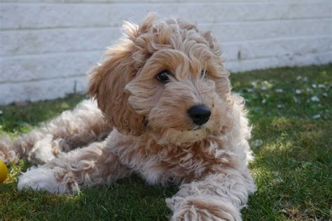 Toy Cavapoo The Sweetest Of All Poodle Mixes