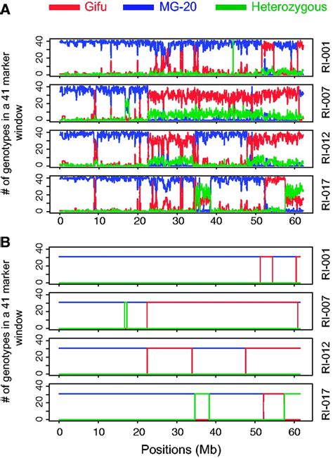 Genotype Block Calling Chromosome 1 Is Shown For The Mg 20 × U