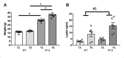 Figure 2 From Hyperleptinemia In Neonatally Overfed Female Rats Does