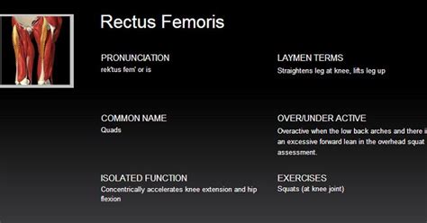 Hi Tech Fitness Training Muscle Rectus Femoris