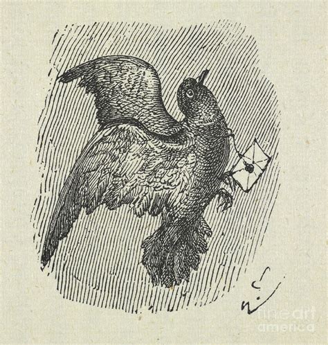 A Carrier Pigeon Painting By European School Fine Art America