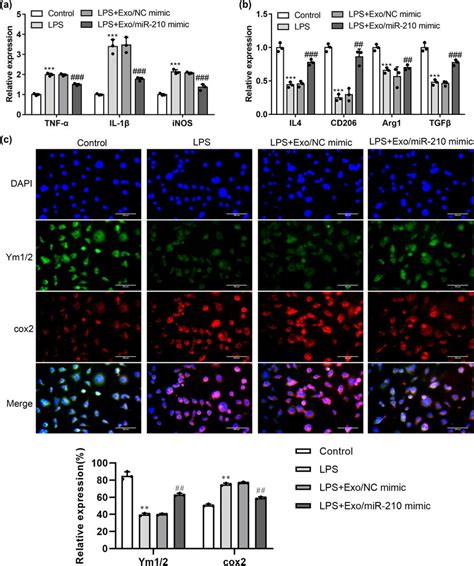 Exosomal Mir 210 Promoted M1 To M2 Phenotypic Conversion Of Microglia