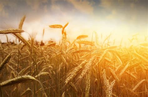 Golden Wheat Field And Sunset Stock Image Image Of Dusk Vibrant 41845075