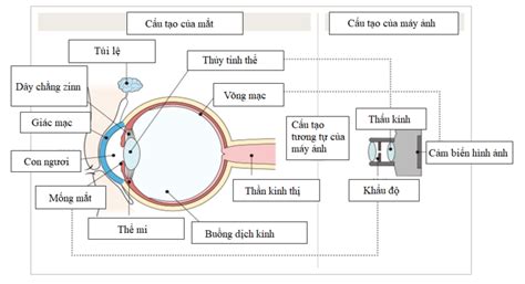 Giải Phẫu Mắt Cấu Tạo Của Mắt Các Bộ Phận Và Chức Năng