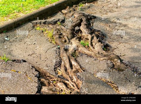 Roots Of The Tree Broke The Asphalt Pavement Of The Road Close Up Stock Photo Alamy