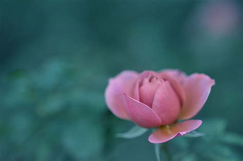 배경 화면 장미 꽃 식물 자연 수술 로 사스 로사 마와 르 meningkat 예쁜 꽃들 빛 발렌타인 호아 불 락락 플레어 블룸 플로어