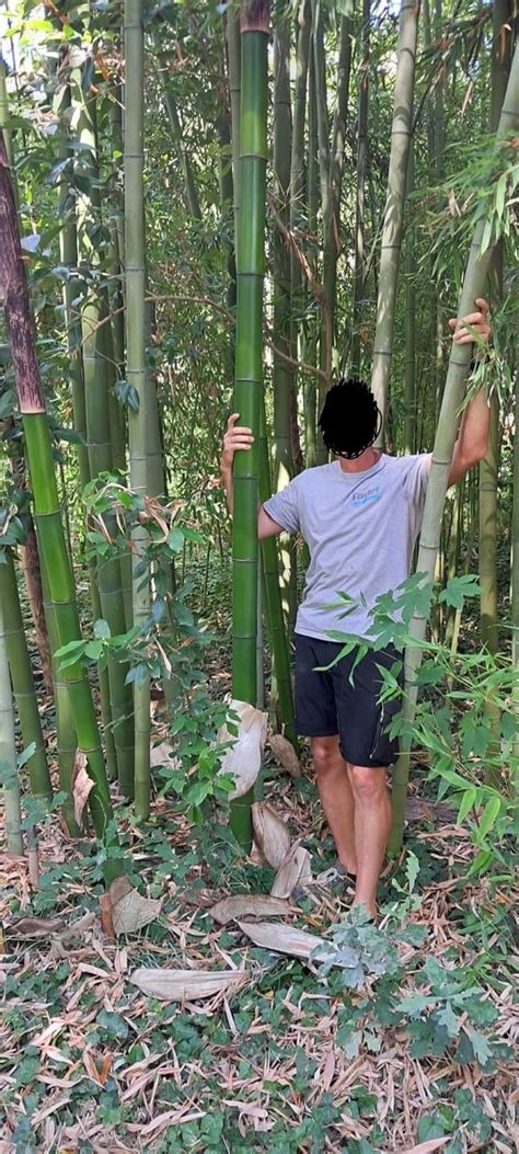 Bamboo Identify Rbamboo