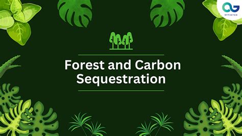 Forest And Carbon Sequestration