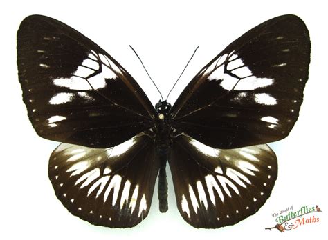 Euploea Eupator Buton Island Indonesia World Of Butterflies And Moths
