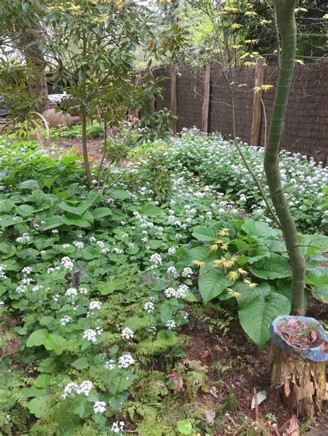 Pachyphragma ‘macrophylla And Adiantum Venustrum Fern Shade Plants Plants Ground Cover