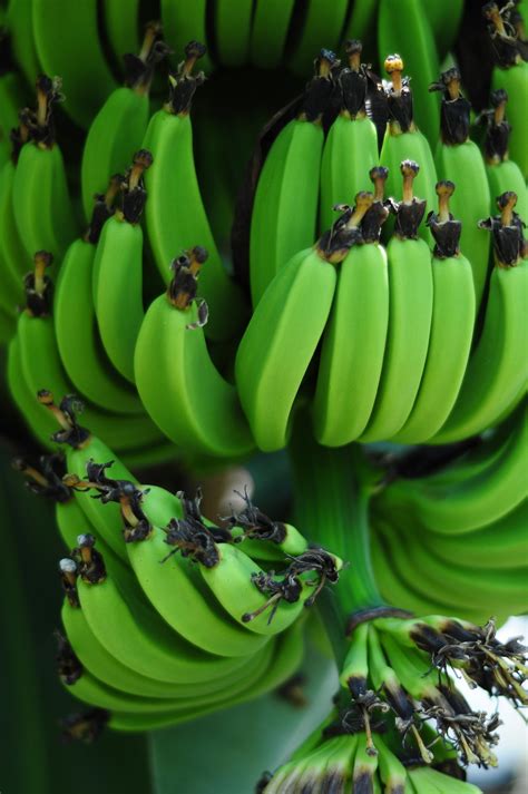 집 밖의 과일 과일 클러스터 나무 나뭇잎 녹색 농업 농작물 농장 농촌의 다발 마하 라 슈트라 매크로 무사 바나나 바나나 공장 바나나 꽃