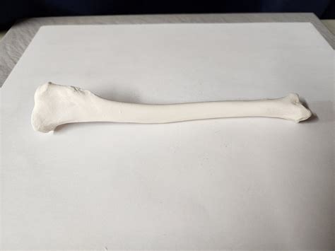 Canis Latrans Coyote Tibia Leg Bone Etsy