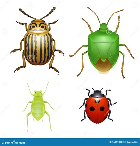 Bug And Beetle Ladybug And Aphid Insect Stock Vector Illustration Of Forest Aphid 169193222