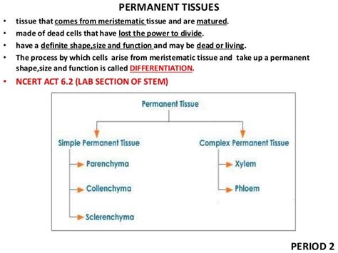 Tissues Class 9 Ppt