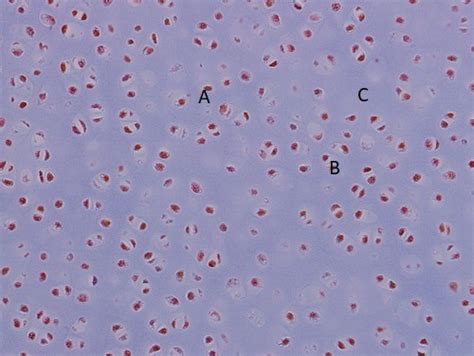 Lab Practical 1 Diagram Quizlet