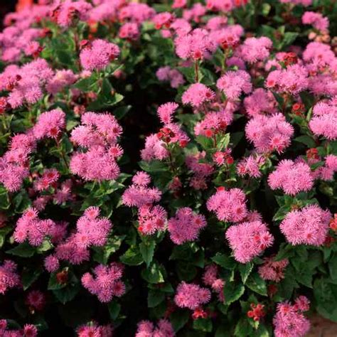 Ageratum Pink Ball • Seed Station