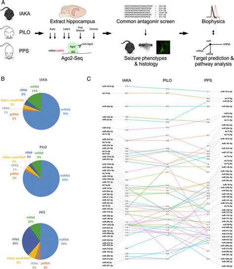Experimental Design And Small RNA Sequencing A Schematic Showing The