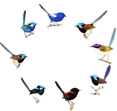 Intra And Interspecific Variation In Ecology And Behaviour Lyanne