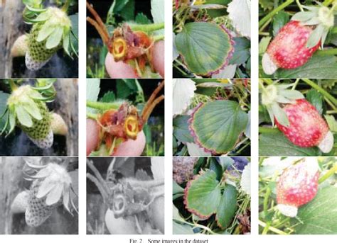 Figure 2 From Classification Of Strawberry Diseases And Pests By Improved Alexnet Deep Learning