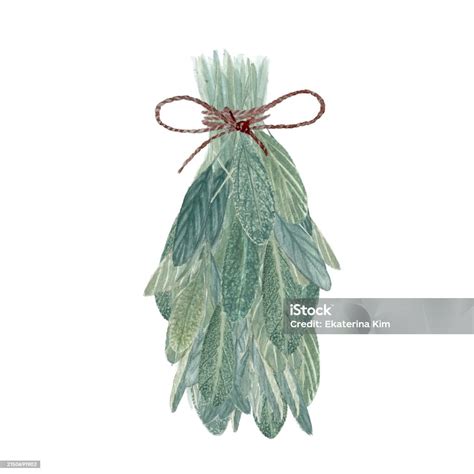 세이지 식물 수채화 그림의 무리는 흰색에 고립되어 있습니다 카드 패키지 오일 주입 민간 요법 조리법 및 허브 가이드 디자인을위한 고품질 손으로 그린 야생 허브 그림 0명에