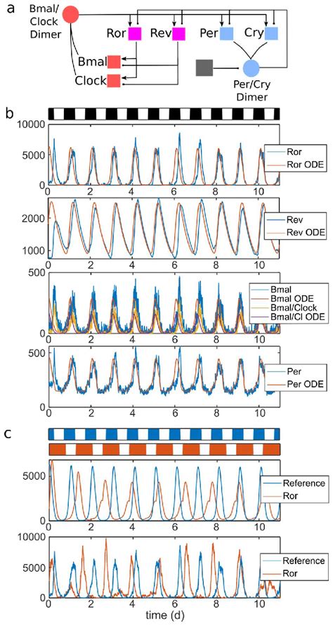 Interplay Of Two Nested Loops Modulates Phase And Frequency Of