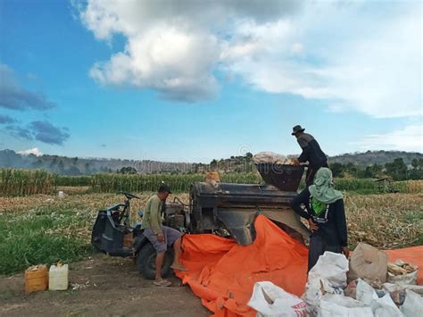 indonesian men workers or farmers during the process of milling corn