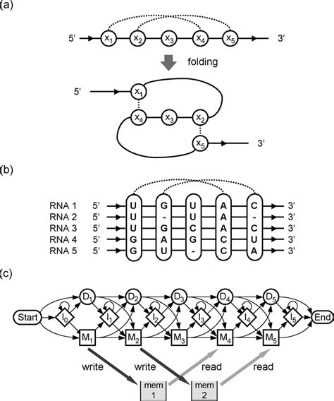 A Reference Rna Sequence And Its Secondary Structure After Folding Download Scientific