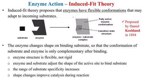 Biochemistry Lecture Notes Enzymes PDF