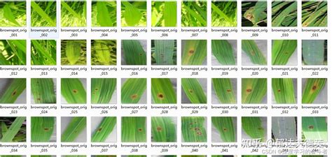 自然环境下，4种水稻叶片病虫害数据集，并使用深度卷积网络对其识别，准确率在986以上，python代码及数据 知乎