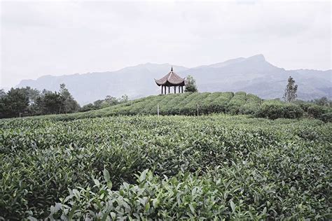 宁强县千山茶业有限公司 品牌 茶园基地