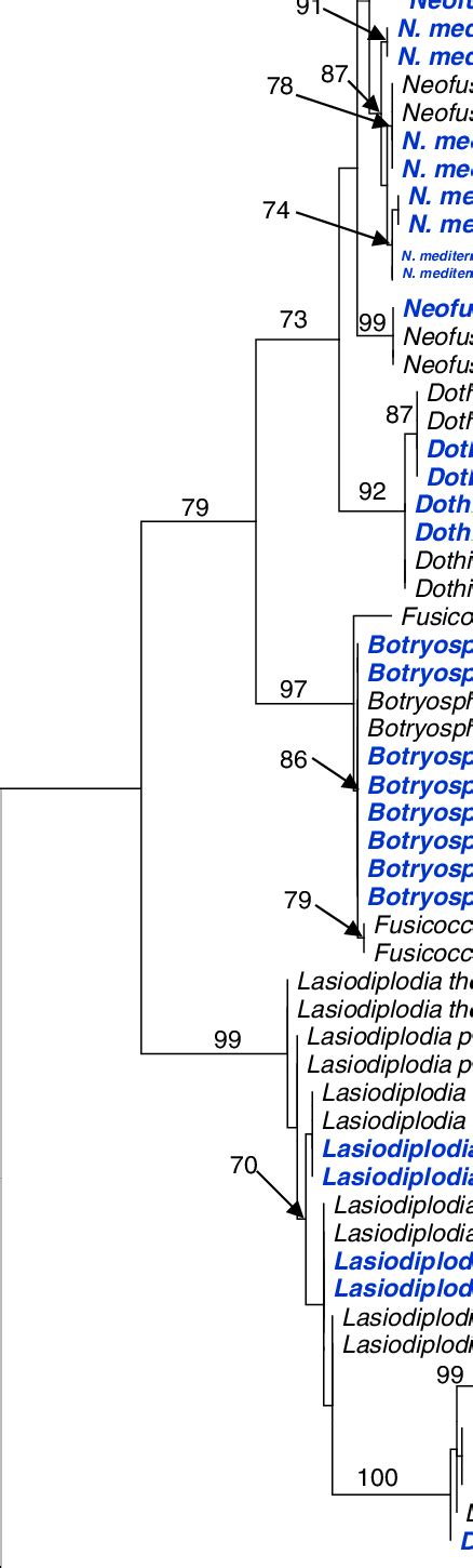 Phylogenetic Tree Based On Maximum Likelihood Ml Analysis Of Its
