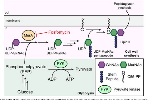 Figure 1 From Functional And Structural Characterization Of