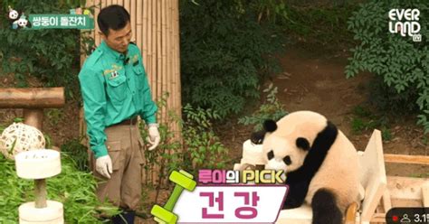 첫 생일 맞은 쌍둥이 판다 루이·후이바오돌잡이로 뭐 잡았나 첫 생일 맞은 쌍둥이 판다 루이·후이바오돌잡이로 뭐 잡았나