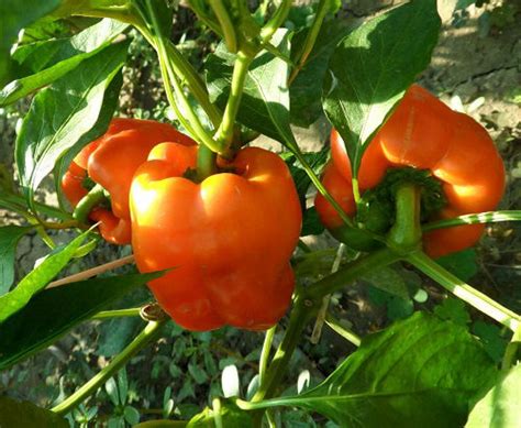 23 Types Of Bell Pepper Varieties Balcony Garden Web