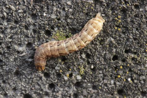 The Nhbs Guide To Uk Caterpillar Identification Hoopoe A Blog By Nhbs