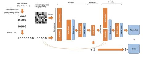 Rnafold Leveraging Variational Autoencoders For Accurate Rna Tertiary Structure Prediction Cbirt