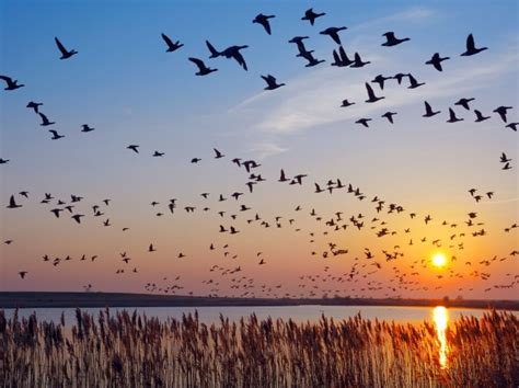 Answers For Bird Migration Ielts Reading Practice Test