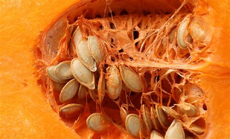 Pria Makan Kuaci Labu Kuning Khasiatnya Bikin Istri Puas