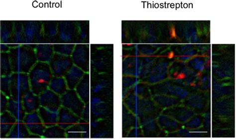 thiostrepton effect on paracellular tracer permeability caco 2 cell