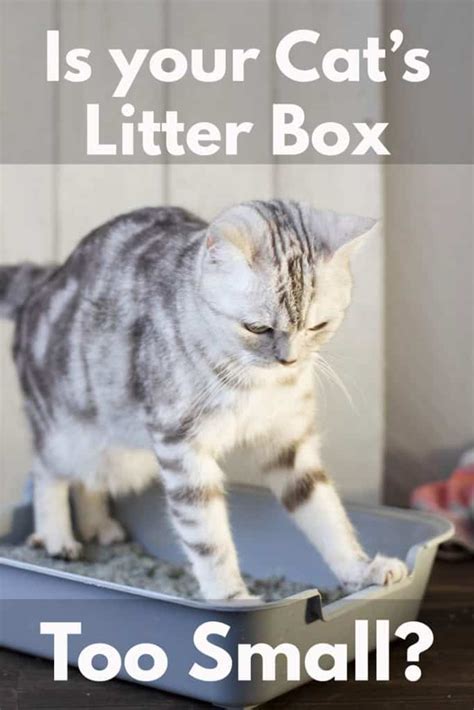 My Cats Not Covering And Keeps Missing The Litter BoxCould Size Be
