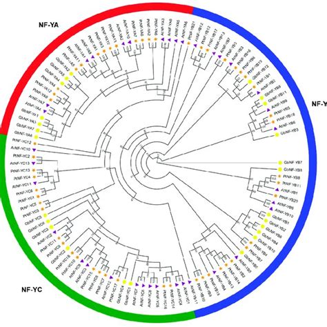 Subcellular Localization And Interacting Protein Of Gbnf Ya6 A The