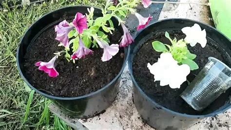 Удобрение Осмокот. Инструкция по применению. - Смотреть онлайн в поиске ...