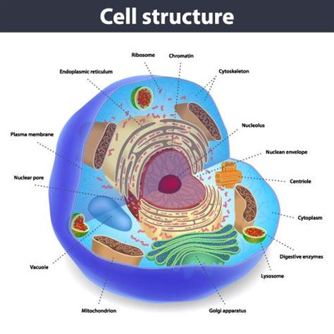 Cell Structure And Function 9th 10th Grade Flashcard Wayground