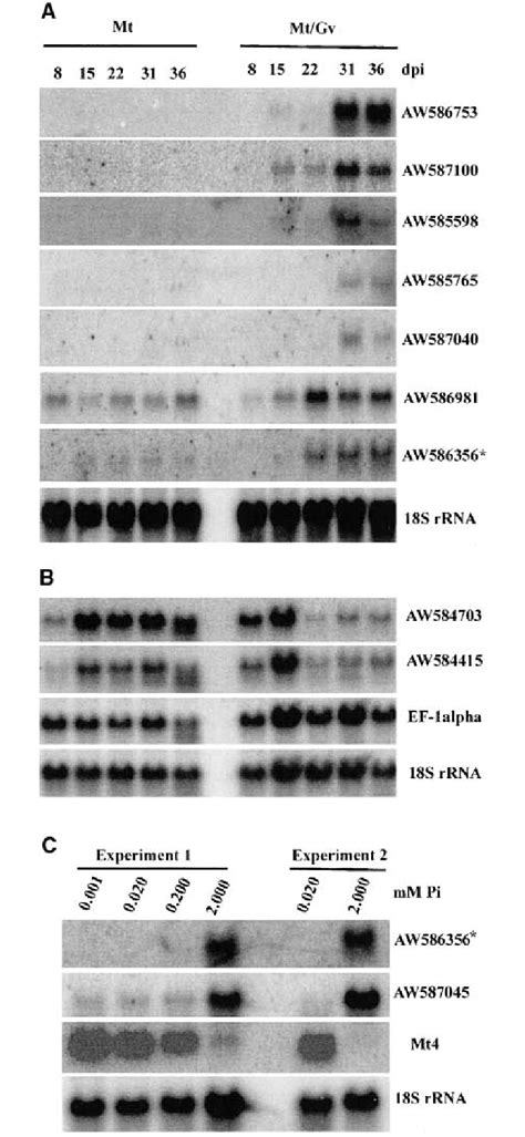 Rna Gel Blot Analysis Of A Selection Of The Genes Identified On The