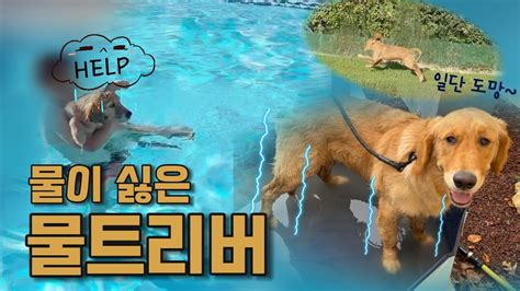 생애 첫 수영하는 아기 리트리버 물트리버 언제 되나요 Youtube