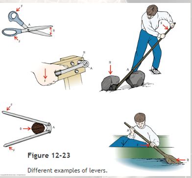 Topic Lever Systems Flashcards Quizlet