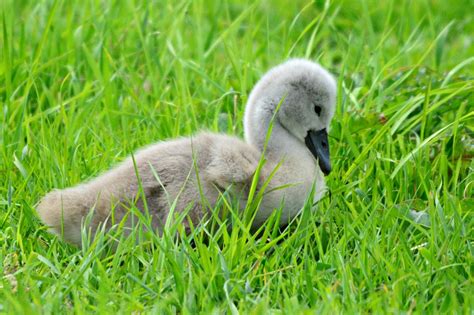 Mais De Imagens Gr Tis De Bicho Feio E Feio Pixabay